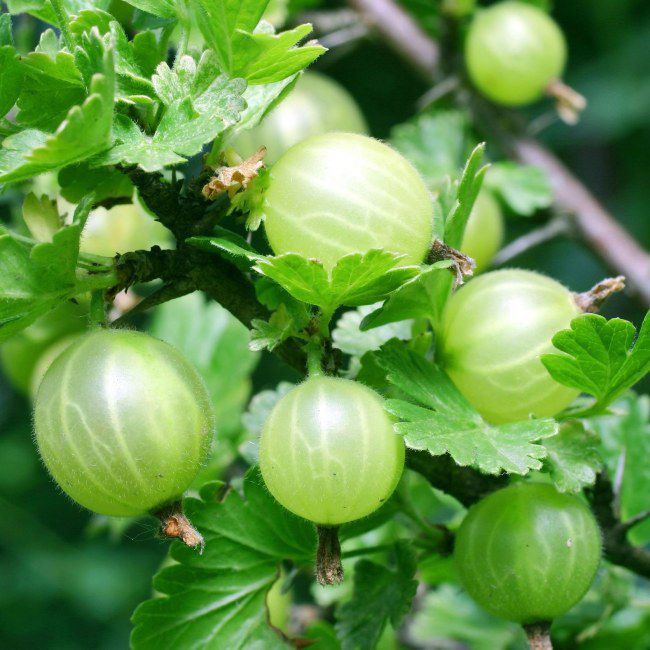 Agrest (Ribes) w odmianach C3