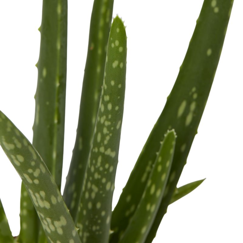 Aloes zwyczajny 12 cm wys. 25 cm