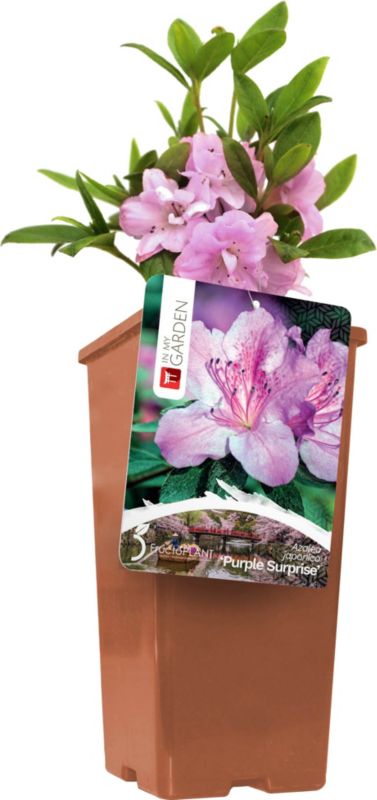 Azalia In My Garden fioletowa C2 | Majsterkowanie w Castoramie