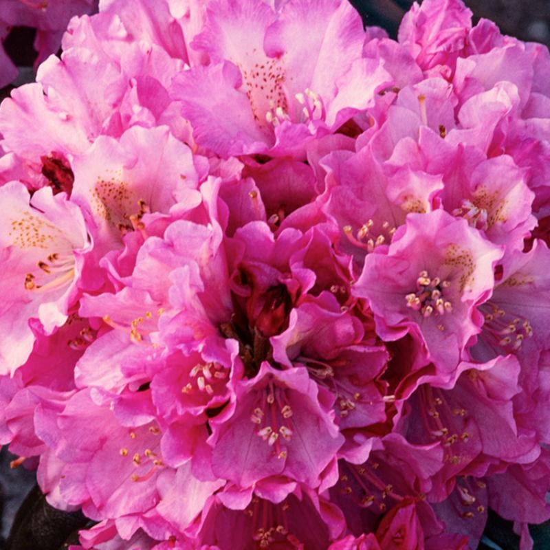 Azalia japońska Verve różowa 2 l | Majsterkowanie w Castoramie