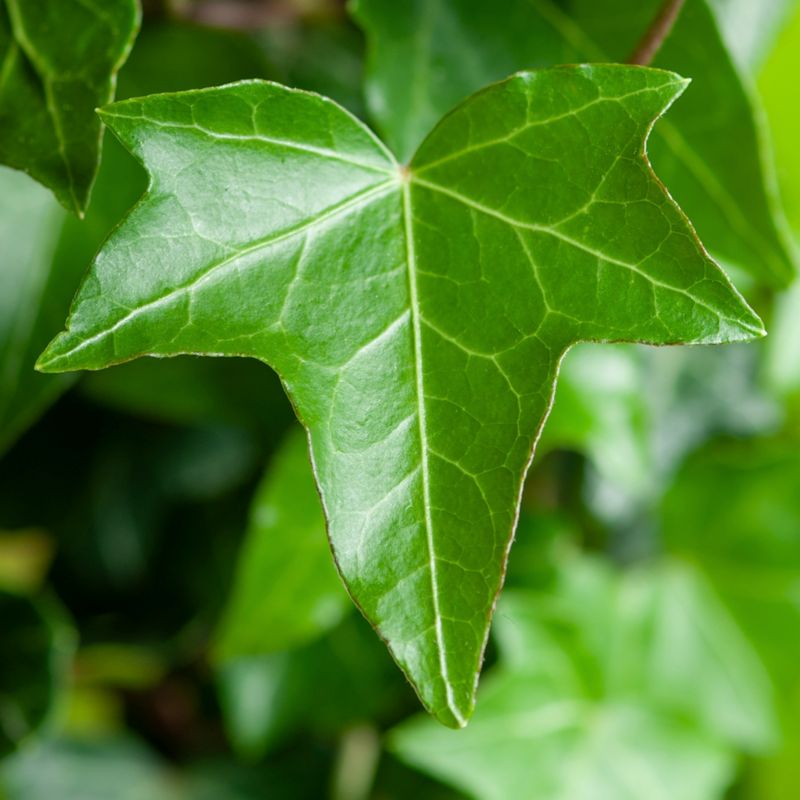 Bluszcz Pospolity Verve 2 l | Majsterkowanie w Castoramie