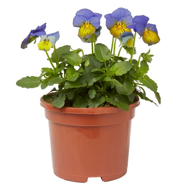 Bratek drobnokwiatowy