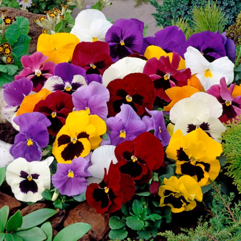 Bratek mix 20 szt. | Majsterkowanie w Castoramie