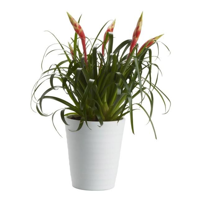 Bromelia frizea GoodHome 12 cm