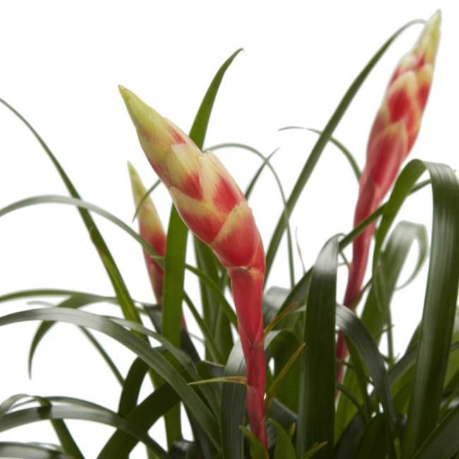 Bromelia frizea GoodHome 12 cm | Majsterkowanie w Castoramie