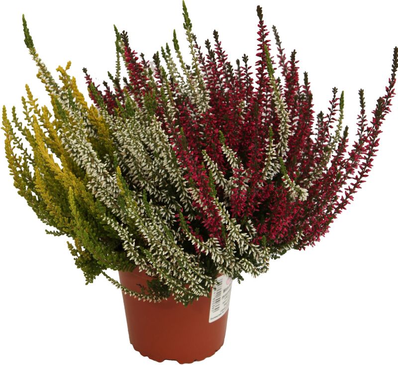 Calluna vulgaris Trio Girls P13 | Majsterkowanie w Castoramie