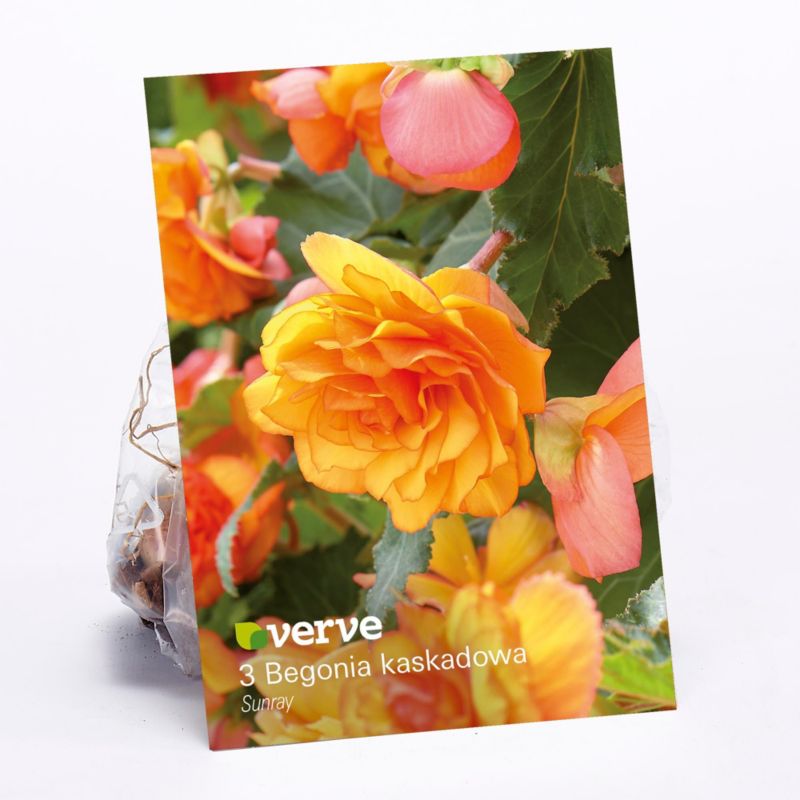 Cebule begonia kaskadowa Verve Sunray 3 szt. | Majsterkowanie w Castoramie