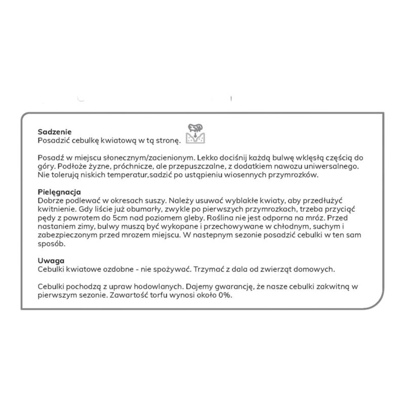 Cebule begonia kaskadowa Verve Sunray 3 szt. | Majsterkowanie w Castoramie