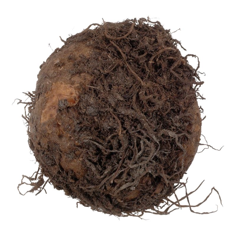 Cebule begonia kaskadowa Verve Sunray 3 szt. | Majsterkowanie w Castoramie