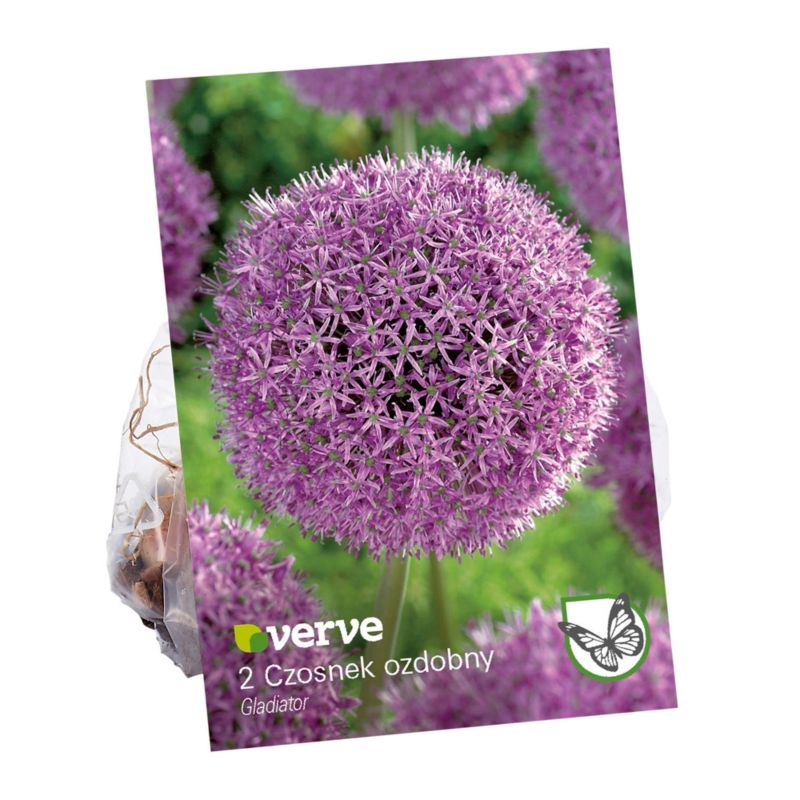 Cebule czosnek Verve Gladiator 20 szt. | Majsterkowanie w Castoramie