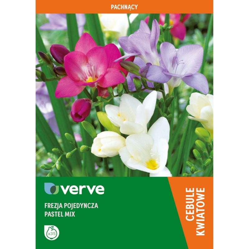Cebule frezja pojedyncza Verve pastelowa mix | Majsterkowanie w Castoramie
