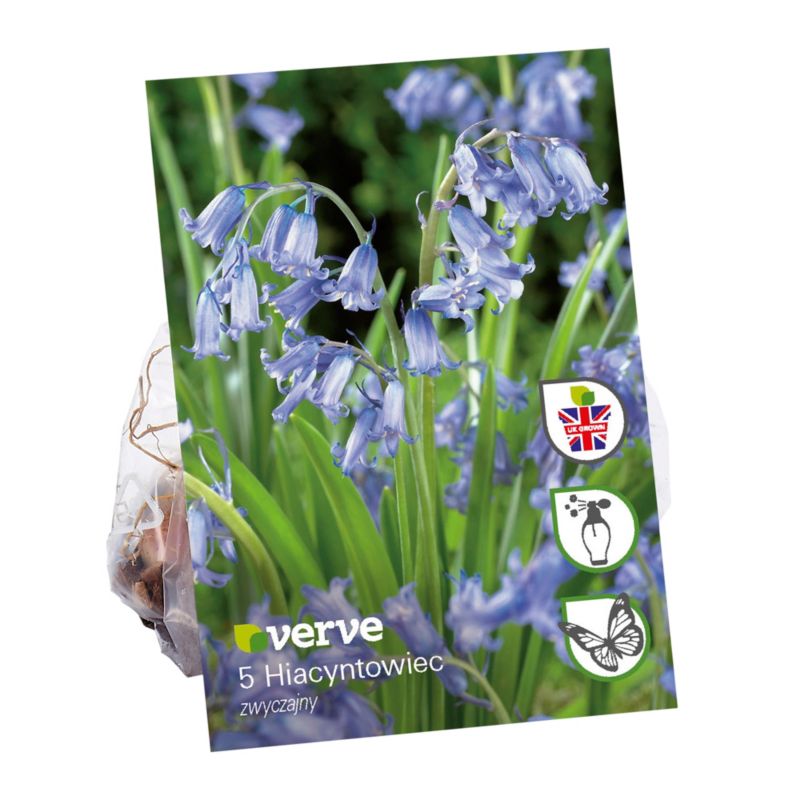 Cebule hiacyntowiec zwyczajny Verve 5 szt. | Majsterkowanie w Castoramie