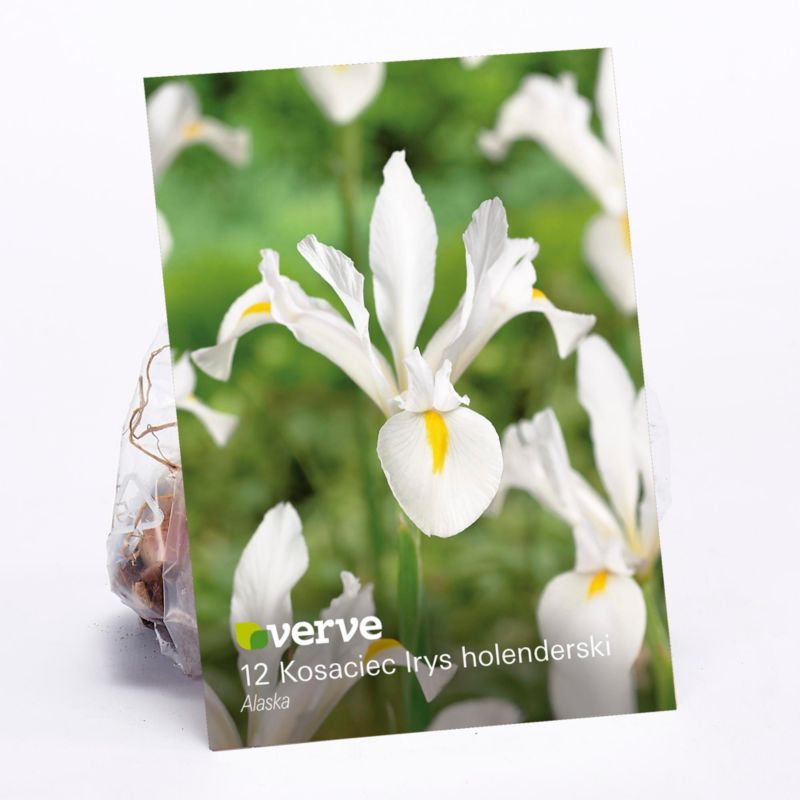 Cebule Kosaciec irys holenderski Verve Alaska | Majsterkowanie w Castoramie