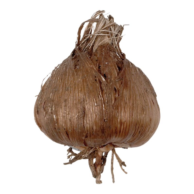 Cebule krokosmia Verve mix