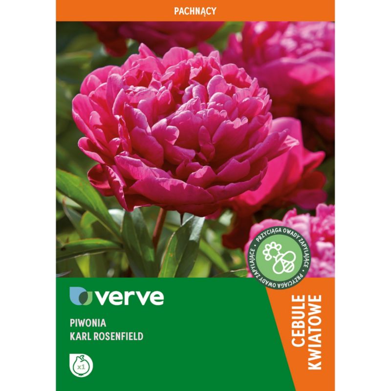 Cebule piwonia Verve Sarah Bernhardt 1 szt. | Majsterkowanie w Castoramie Cebule piwonia Verve Sarah Bernhardt 1 szt. | Majsterkowanie w Castoramie