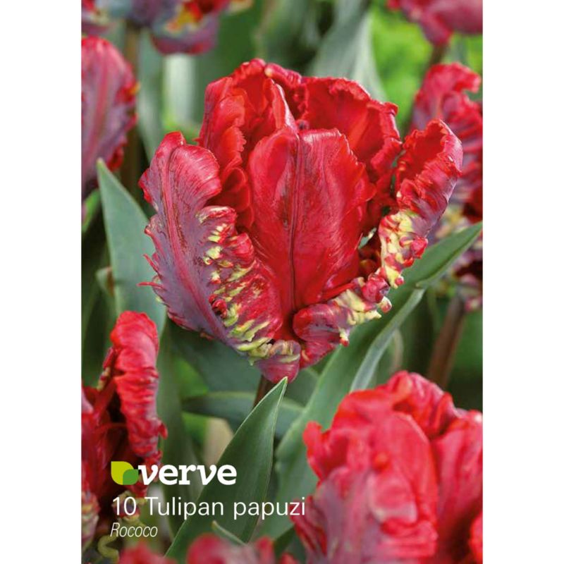 Cebule tulipan Verve Rococo 10 szt. | Majsterkowanie w Castoramie