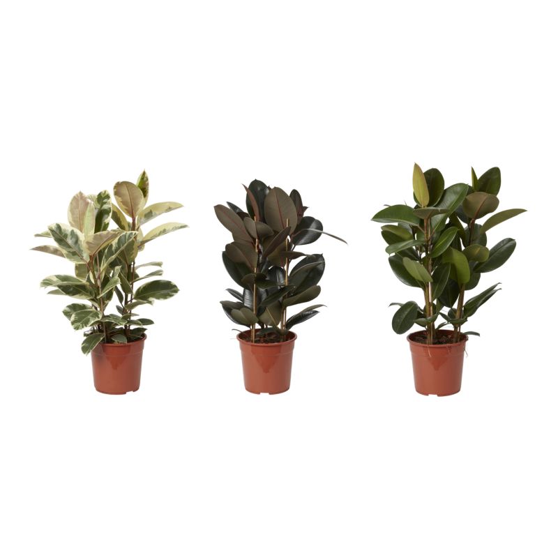 Ficus sprężysty 27 cm mix