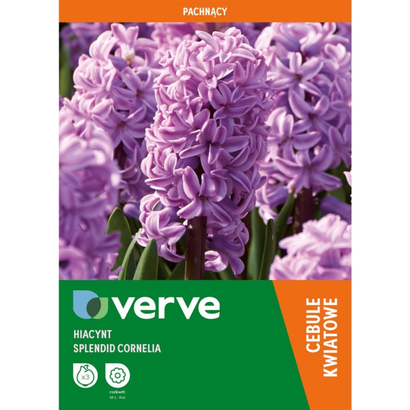 Hiacynt Verve Lilac Splendid Cornelia 3 sztuki
