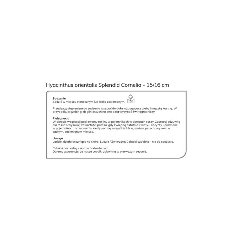 Hiacynt Verve Lilac Splendid Cornelia 3 sztuki