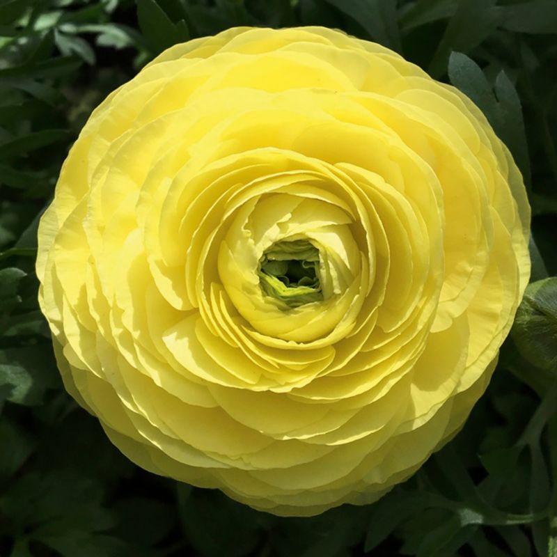 Jaskier 10,5 cm | Majsterkowanie w Castoramie