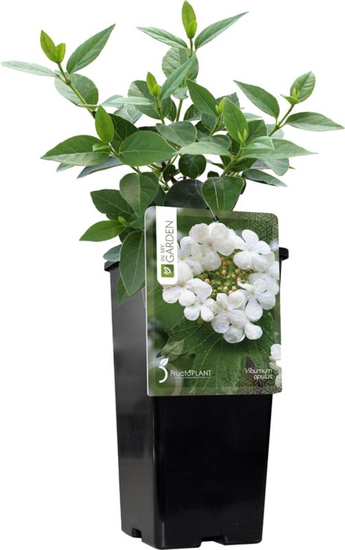 Kalina koralowa In My Garden C2 | Majsterkowanie w Castoramie