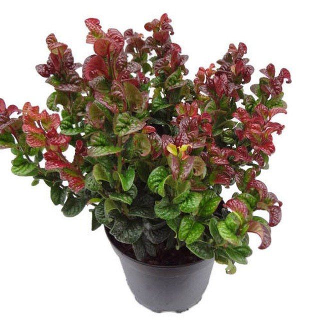 Kiścień Curly Red Verve 2 l | Majsterkowanie w Castoramie