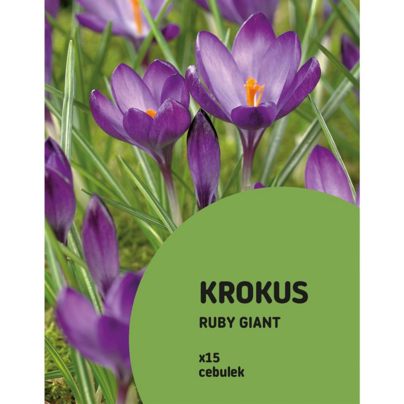 Krokus Ruby Giant 15 szt. | Majsterkowanie w Castoramie