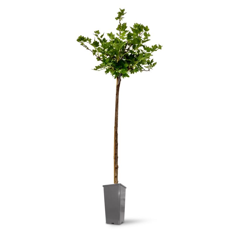 Krzewy owocowe Verve forma pienna w doniczce C2 | Majsterkowanie w ...