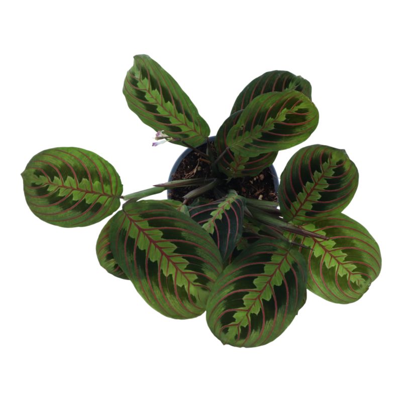 Maranta 12 cm mix