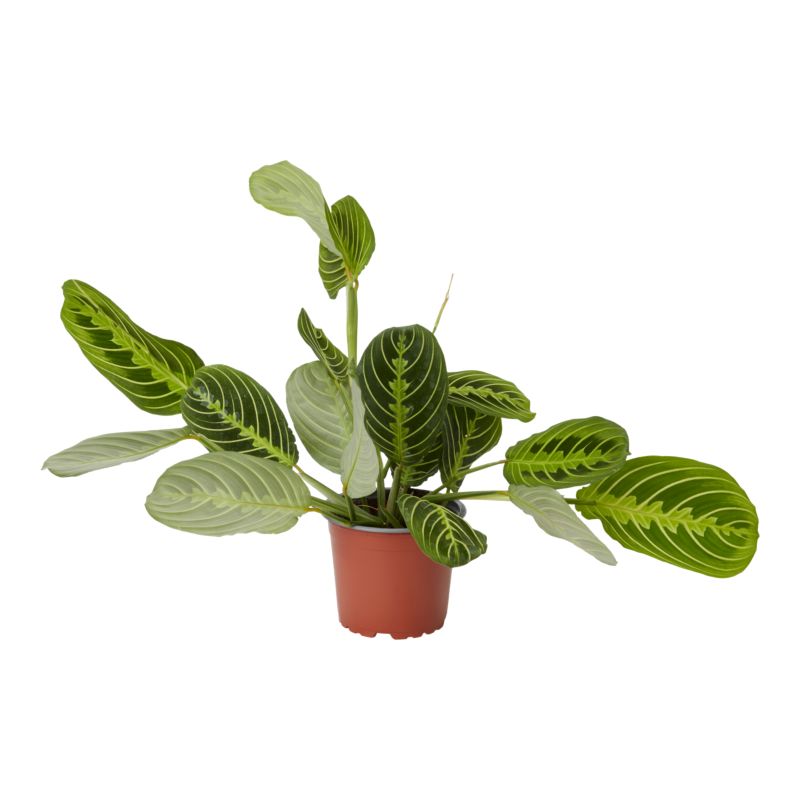 Maranta 12 cm mix