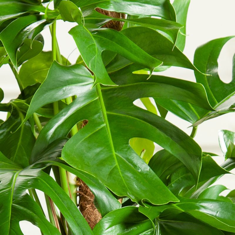 Monstera Deliciosa Verve 21 cm | Majsterkowanie w Castoramie