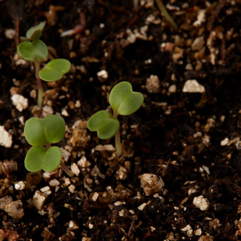Nasiona Bio rukola Verve