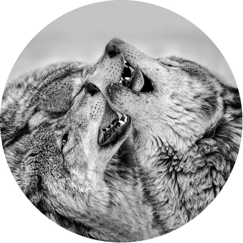 Obraz Glasspik koło Wolves fi 70 cm | Majsterkowanie w Castoramie