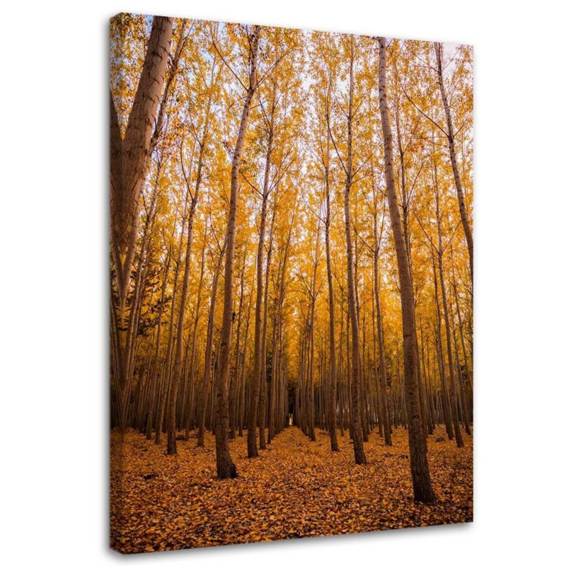 Obraz na płótnie Feeby Brzozy i liście 60x90cm 1szt