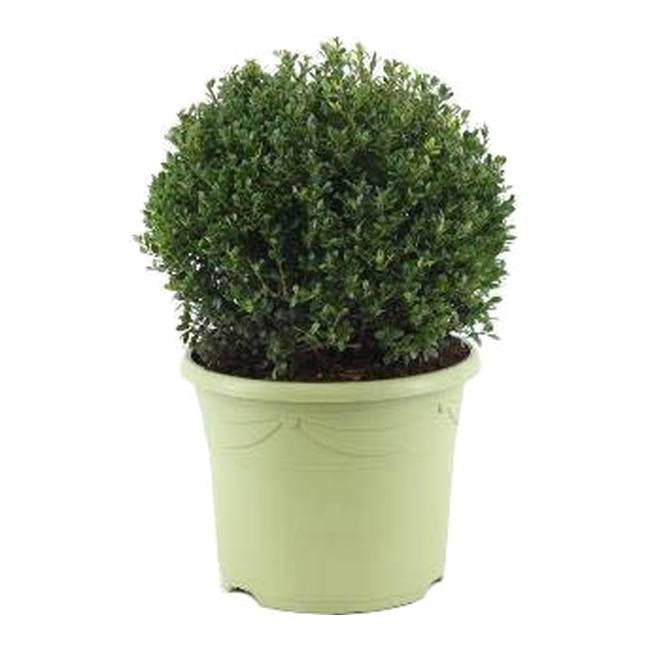 Ostrokrzew Jenny Kula 2 l