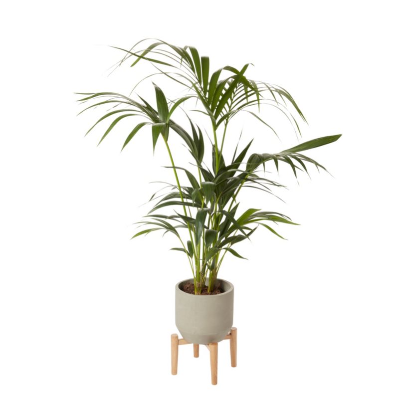 Palma Howea doniczka 19 cm wys. 100 cm | Majsterkowanie w Castoramie