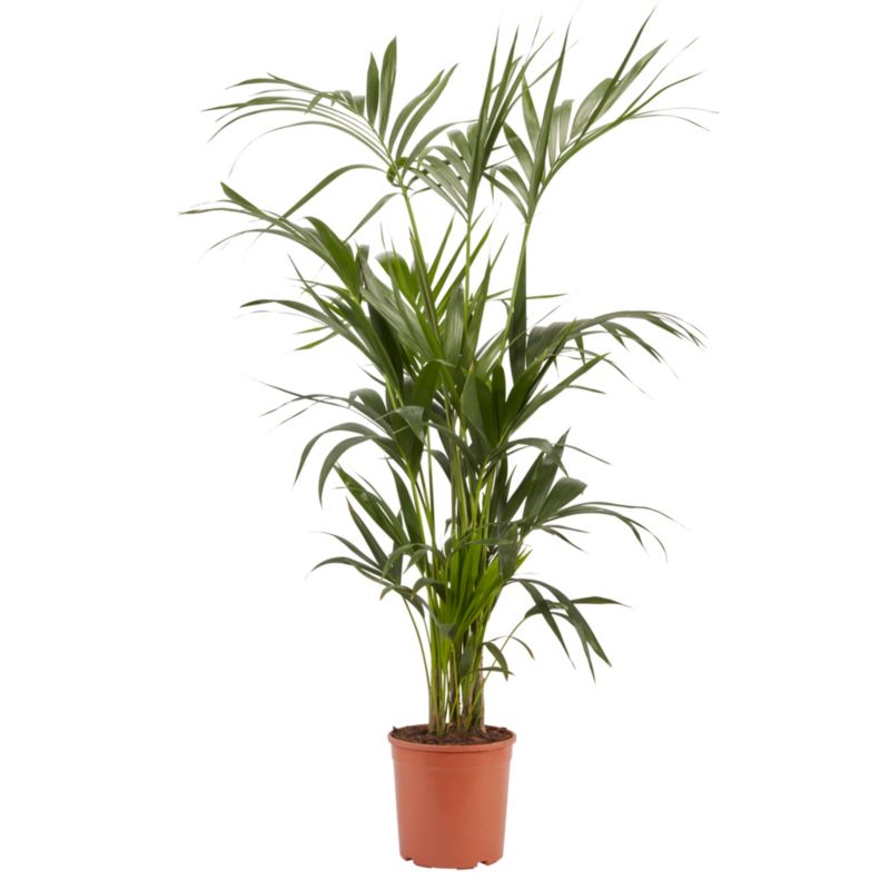 Palma Howea doniczka 24 cm wys. 125 cm | Majsterkowanie w Castoramie