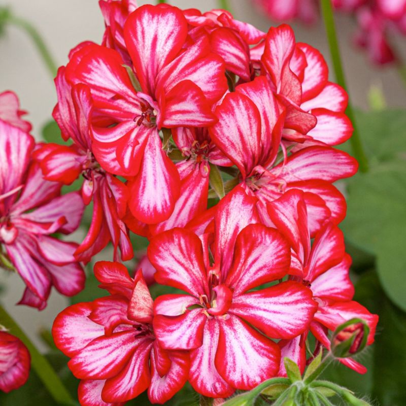 Pelargonia Candy Cane Verve 11 cm | Majsterkowanie w Castoramie