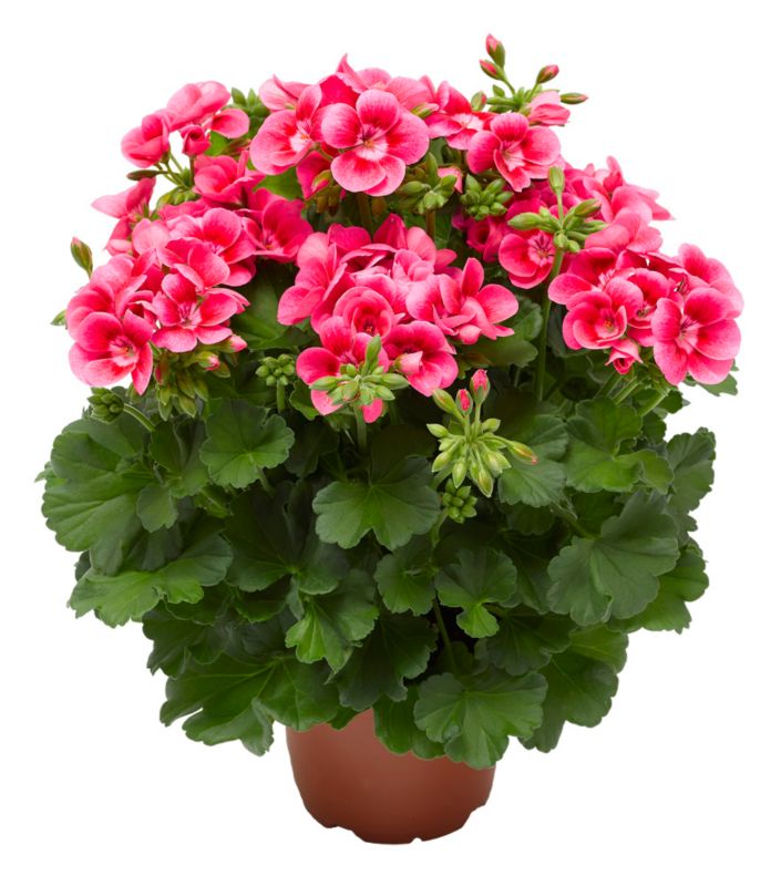Pelargonia GoodHome Pretty Little 13 cm | Majsterkowanie w Castoramie