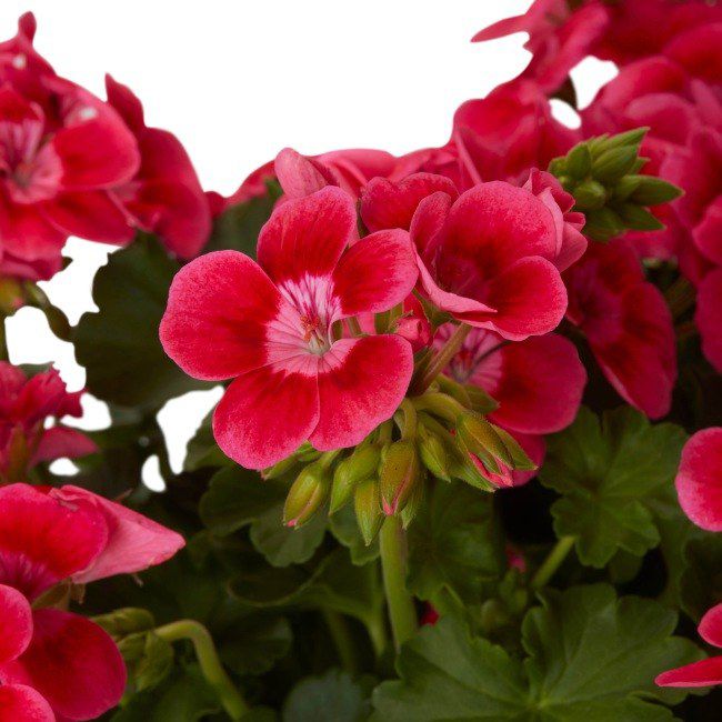 Pelargonia GoodHome Pretty Little 23 cm | Majsterkowanie w Castoramie