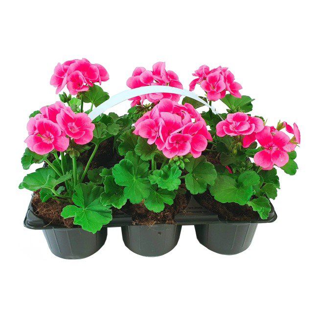 Pelargonia GoodHome Pretty Little 6 x 9 cm | Majsterkowanie w Castoramie
