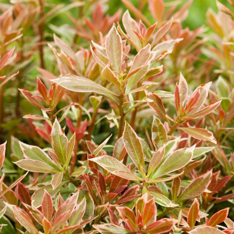 Pieris Little Heath Verve 2 l wys. 30 cm