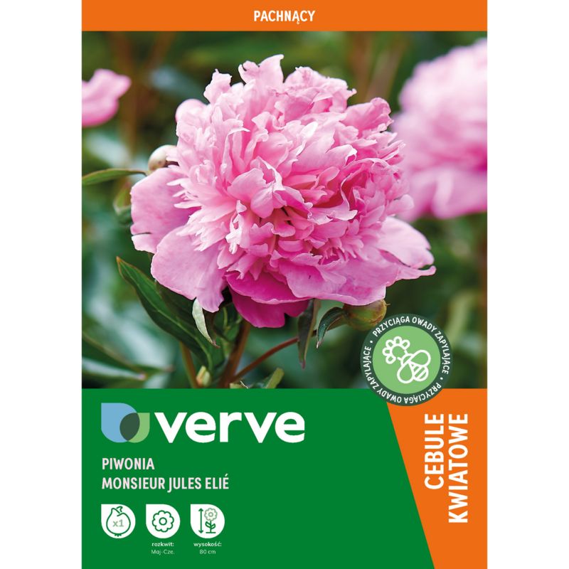 Piwonia Monsier Jules Elie 1 szt. | Majsterkowanie w Castoramie