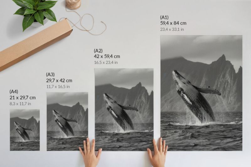 Plakat canvas Wallfluent Format A1 Skok wieloryba Formacja Artystyczna ...