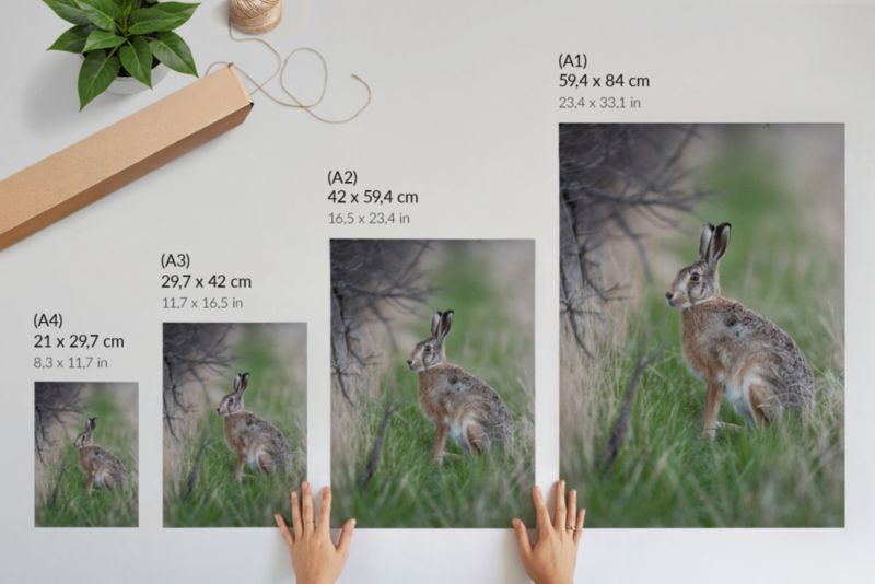 Plakat Dekoracyjny ArtPrintCave 59,5x84 cm Zając w naturze Papaya 1 szt.