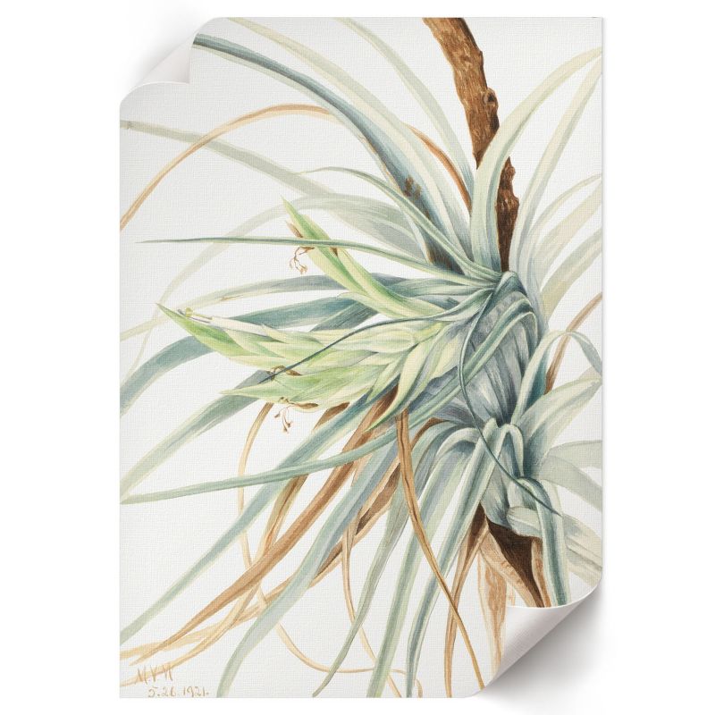 Plakat Do Kuchni ArtPrintCave 59,5x84 cm Dziki ananas Mary Vaux Walcott ...
