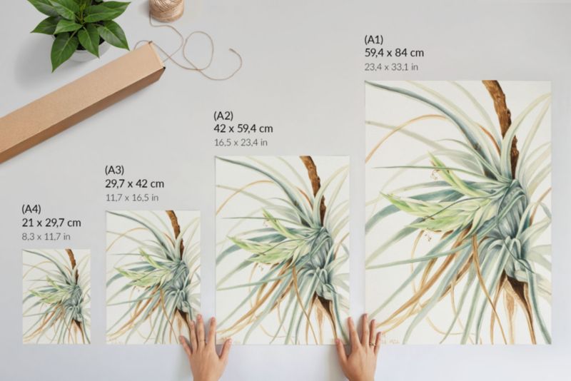 Plakat Do Kuchni ArtPrintCave 59,5x84 cm Dziki ananas Mary Vaux Walcott ...