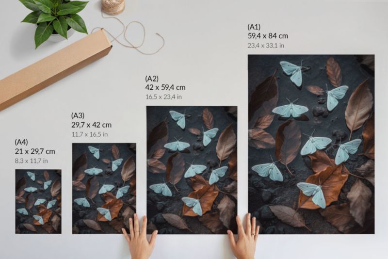 Plakat Wallfluent Format A2 Białe ćmy Formacja Artystyczna Baobab 1 szt.