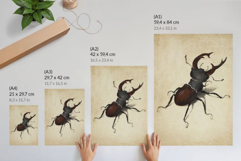 Plakat Wallfluent Format A4 Jelonek rogacz Artysta Albrecht Dürer 1 szt.