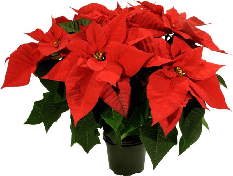 Poinsecja Extra gwiazda betlejemska 13 cm | Majsterkowanie w Castoramie